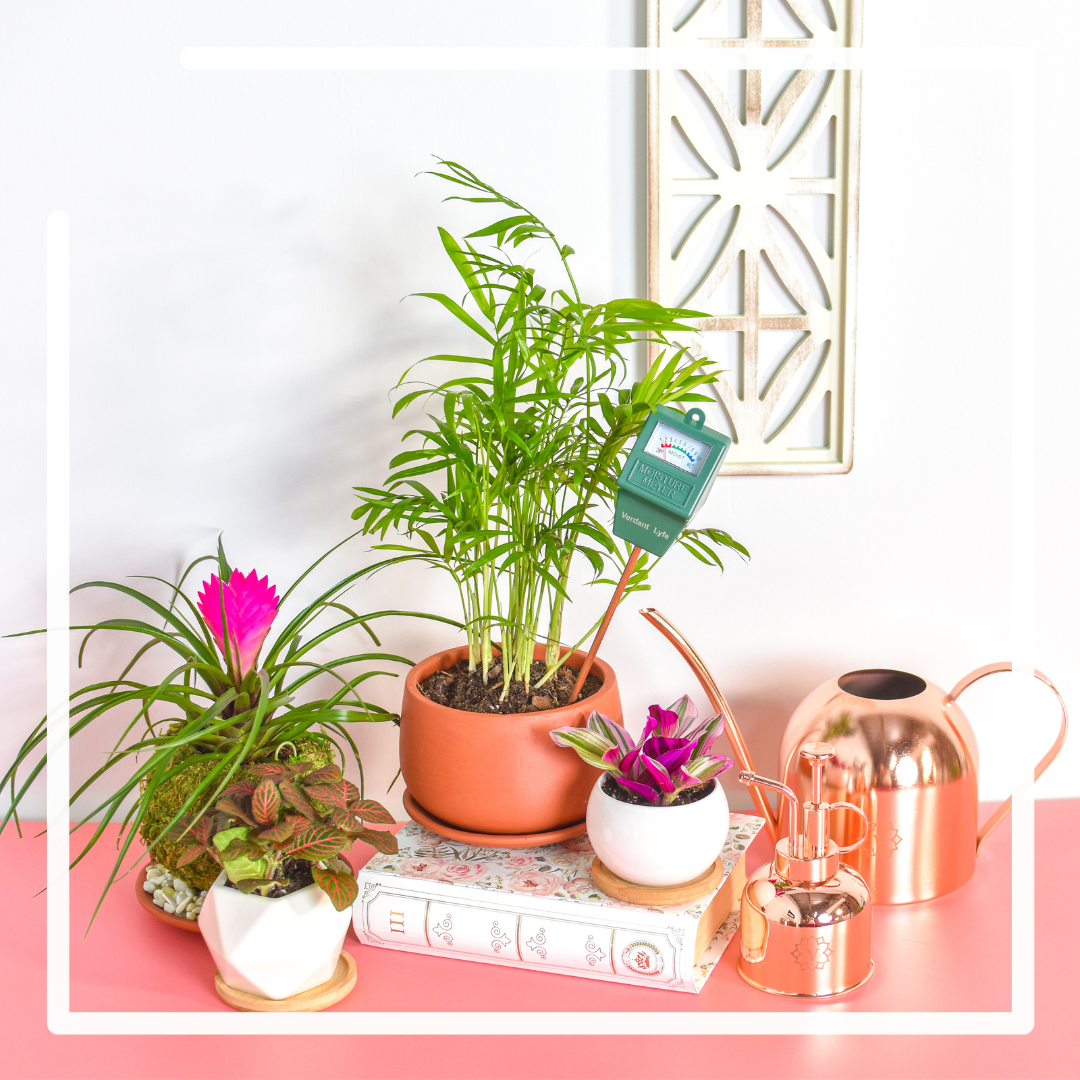 Spring Ready Plant Picks – Verdant Lyfe