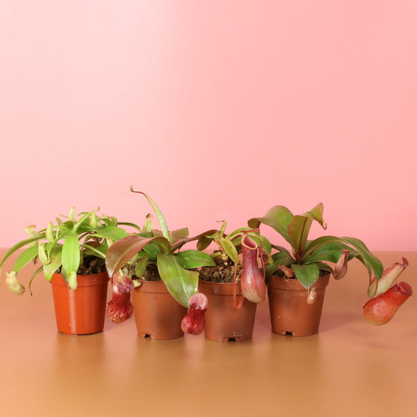 Savage Quad Carnivorous Plant Bundle - Verdant Lyfe