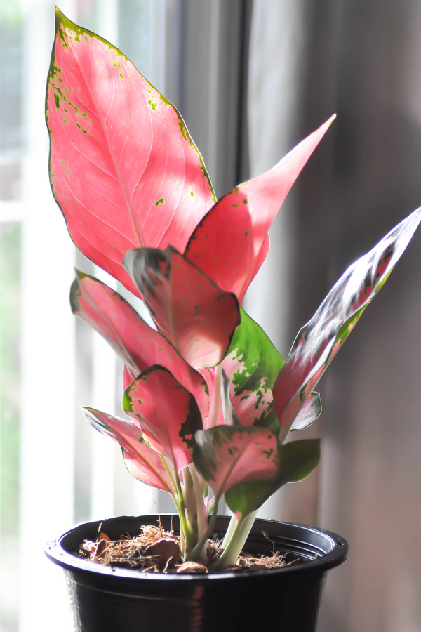 Aglaonema "Wishes" | A Unique Pink Plant - Verdant Lyfe