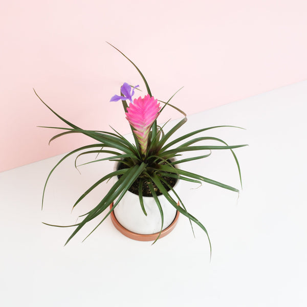 The Timeless Beauty of the Pink Quill - Verdant Lyfe