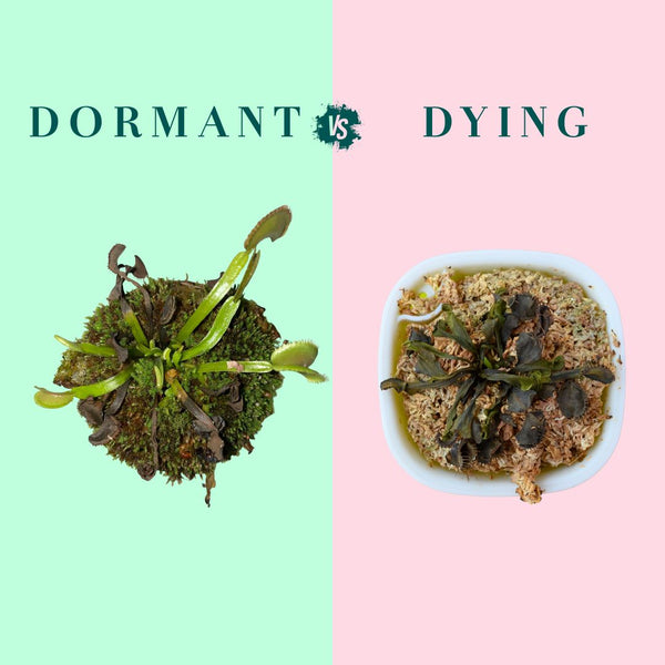Dormant or Dead? Understanding Your Carnivorous Plants - Verdant Lyfe