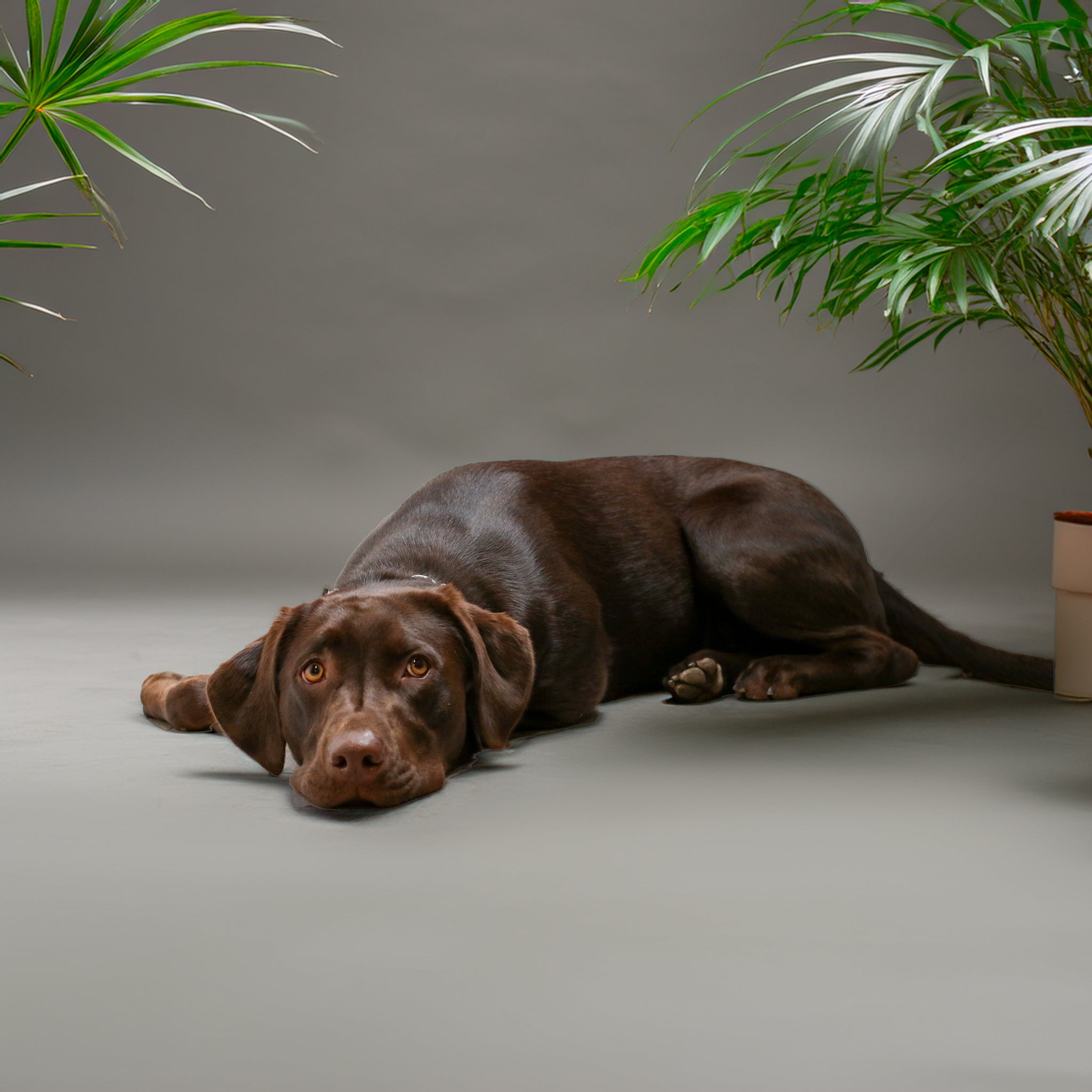 House Plants to Brighten Your Home – Ships Nationwide – Verdant Lyfe