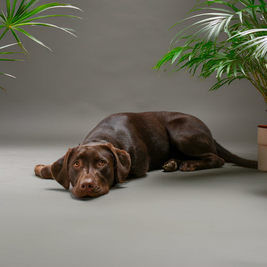 Black ZZ Raven Houseplant – Verdant Lyfe