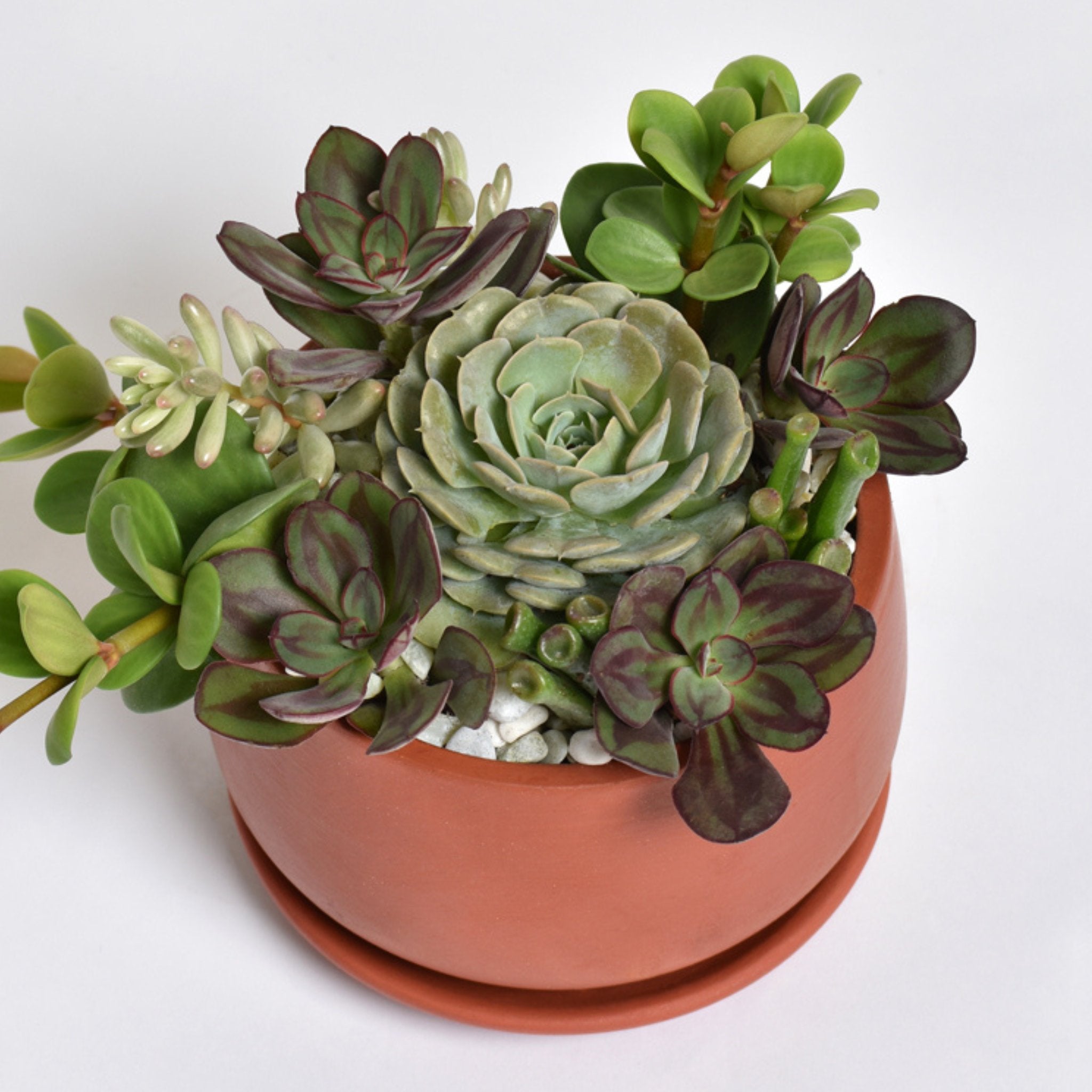 Succulents, Cactus, & Semi-Succulents – Verdant Lyfe