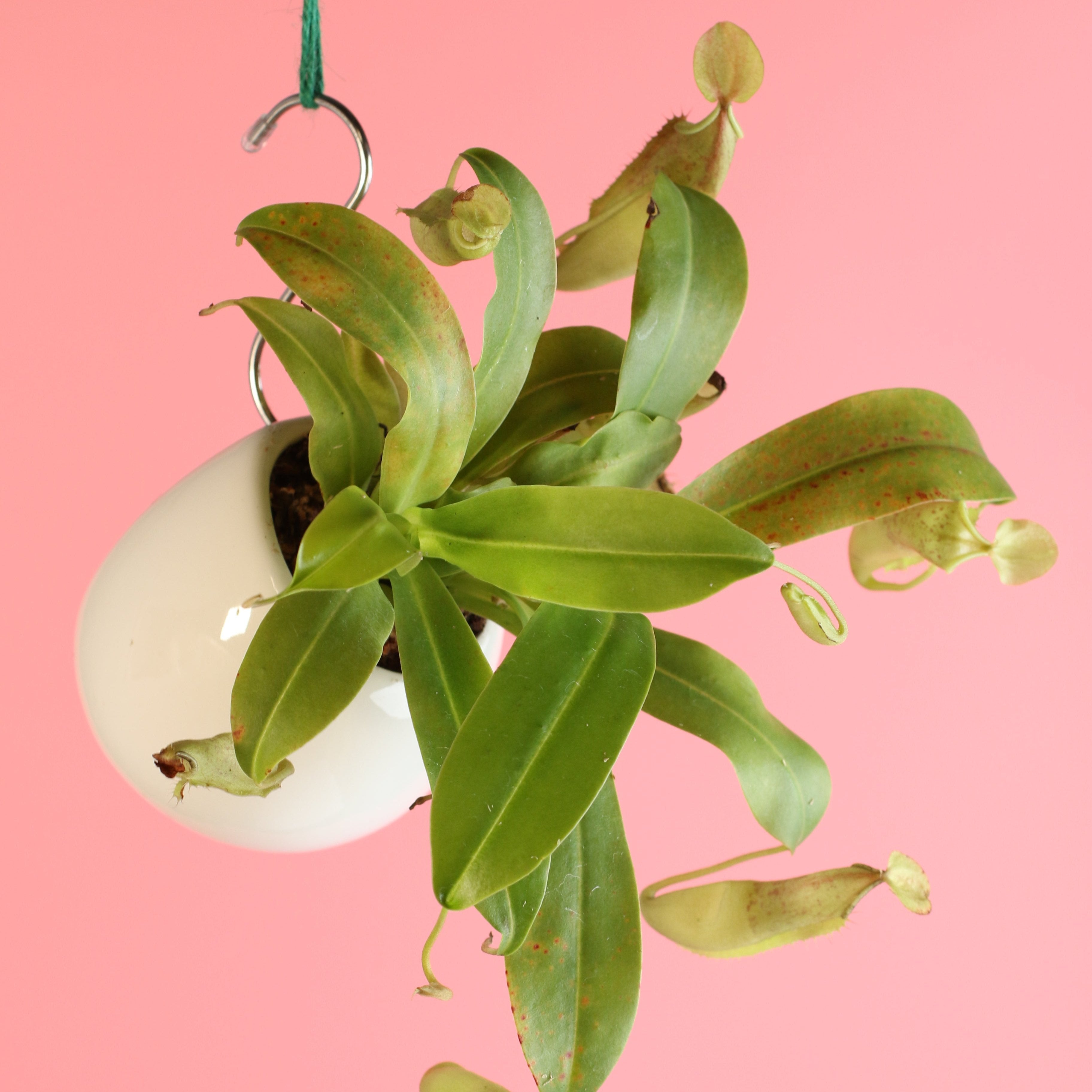 Tropical Pitcher Plant Nepenthes Sanguinea Carnivorous – Verdant Lyfe