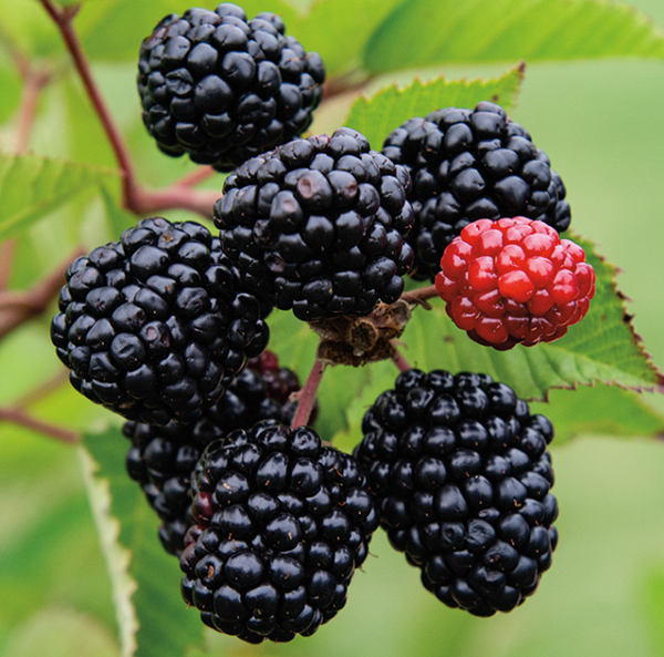 House Plants to Brighten Your Home – Shipping Nationwide – Verdant Lyfe ...