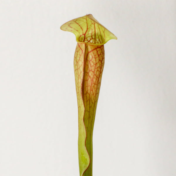 Sarracenia BUG BAT Trumpet Pitcher Carnivorous Plant - Verdant Lyfe