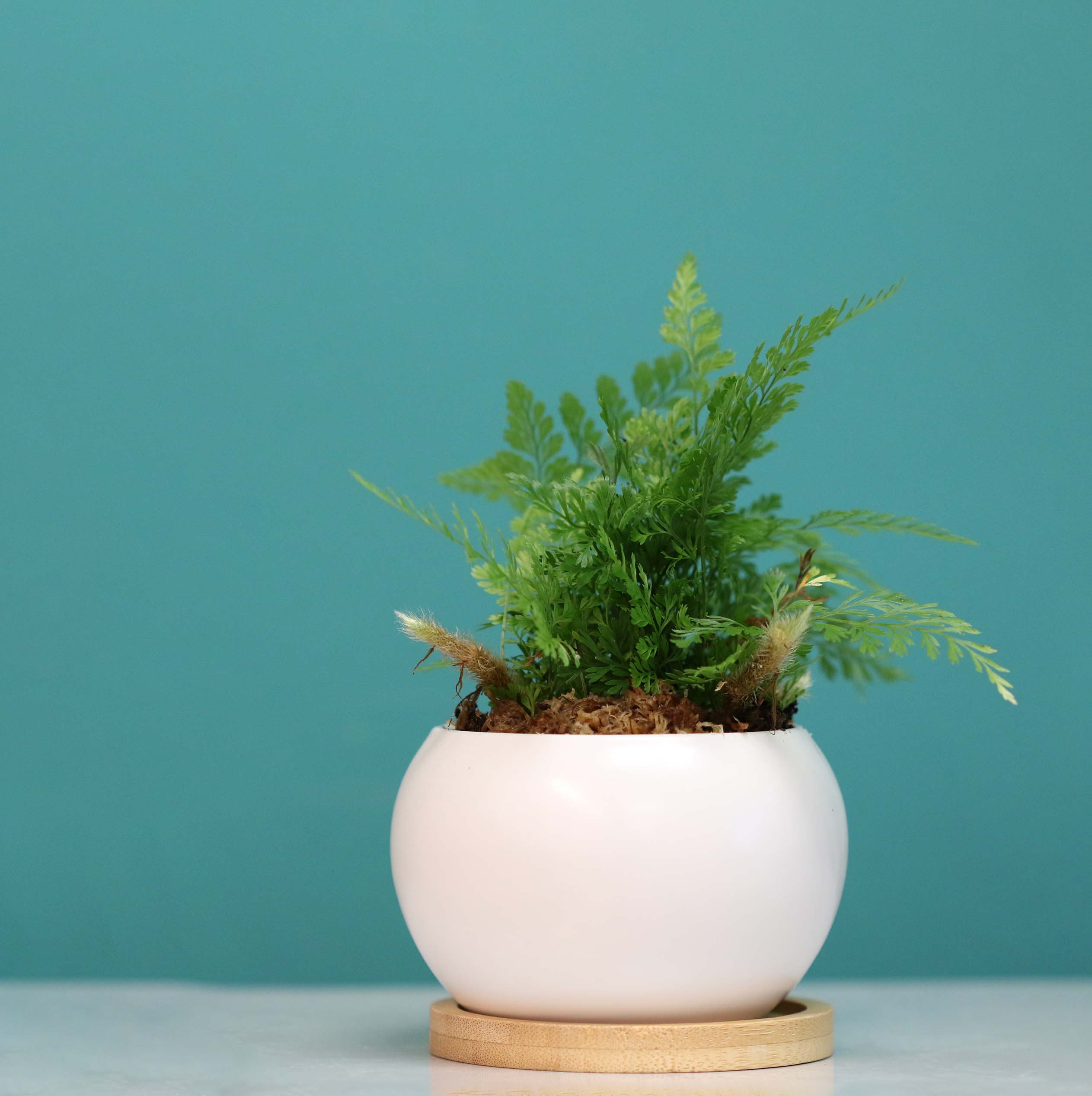 Rabbit Foot Fern – Verdant Lyfe