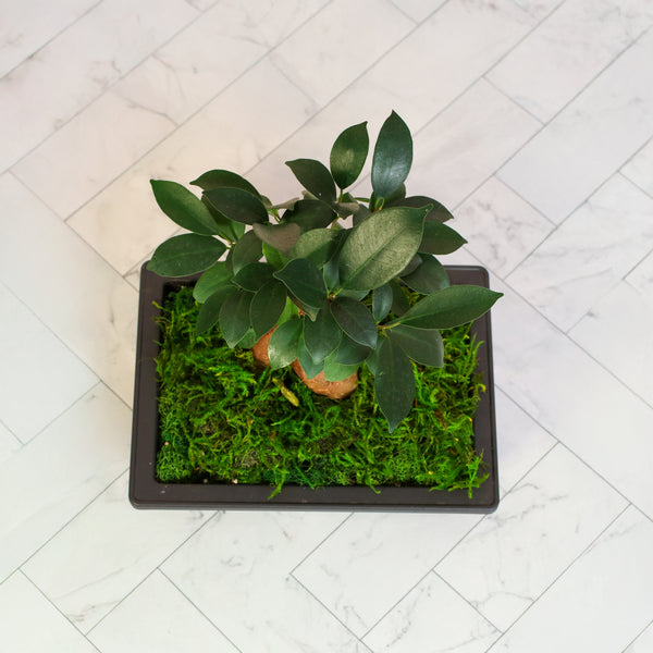 Ficus Ginseng Bonsai - Verdant Lyfe