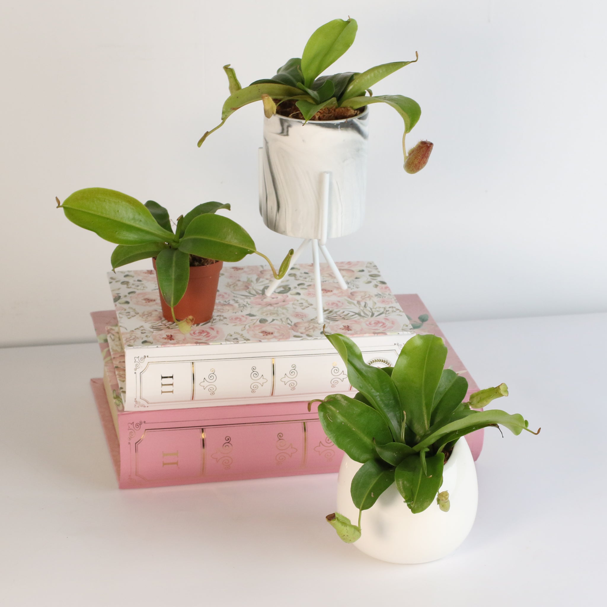 Tropical Pitcher Plant Nepenthes Miranda Carnivorous – Verdant Lyfe