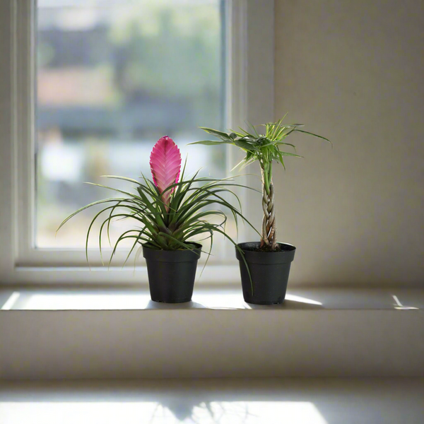 Bundle Steal Deals - Verdant Lyfe