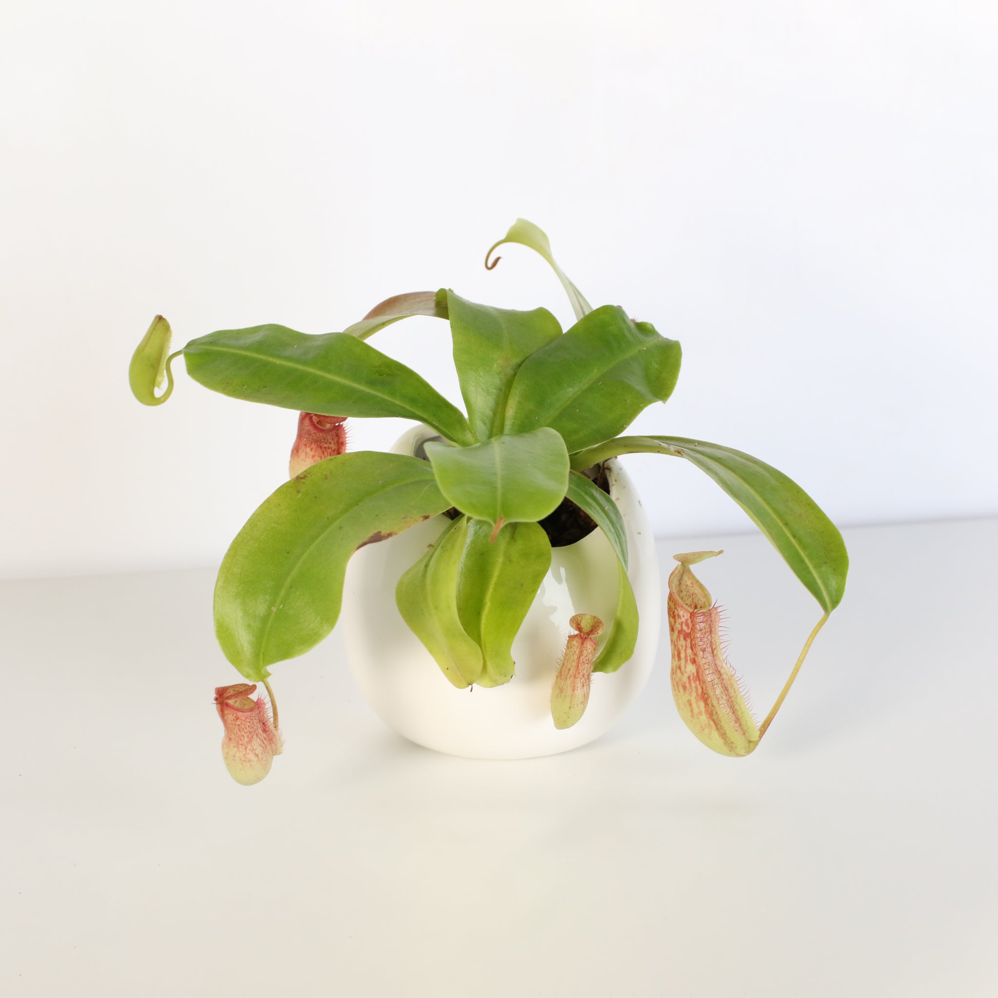 Tropical Pitcher Plant Nepenthes Miranda Carnivorous – Verdant Lyfe