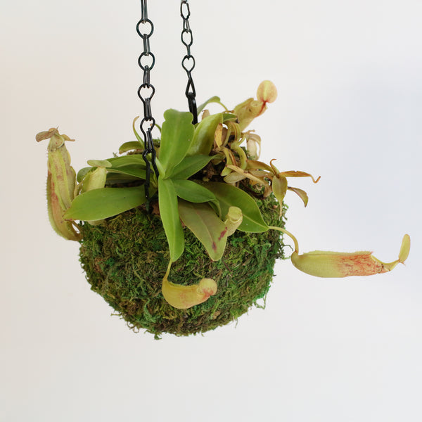 Spooky Plants - Verdant Lyfe