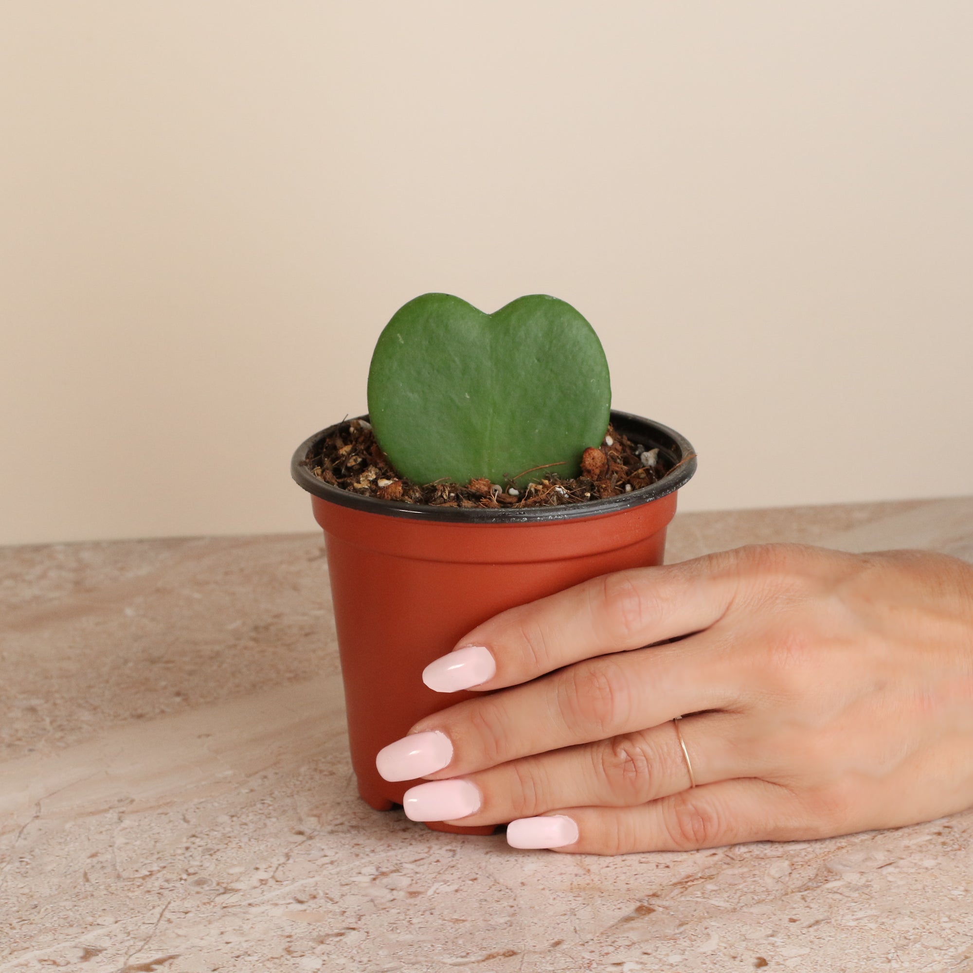 Hoya Kerrii Hearts Bundle – Verdant Lyfe