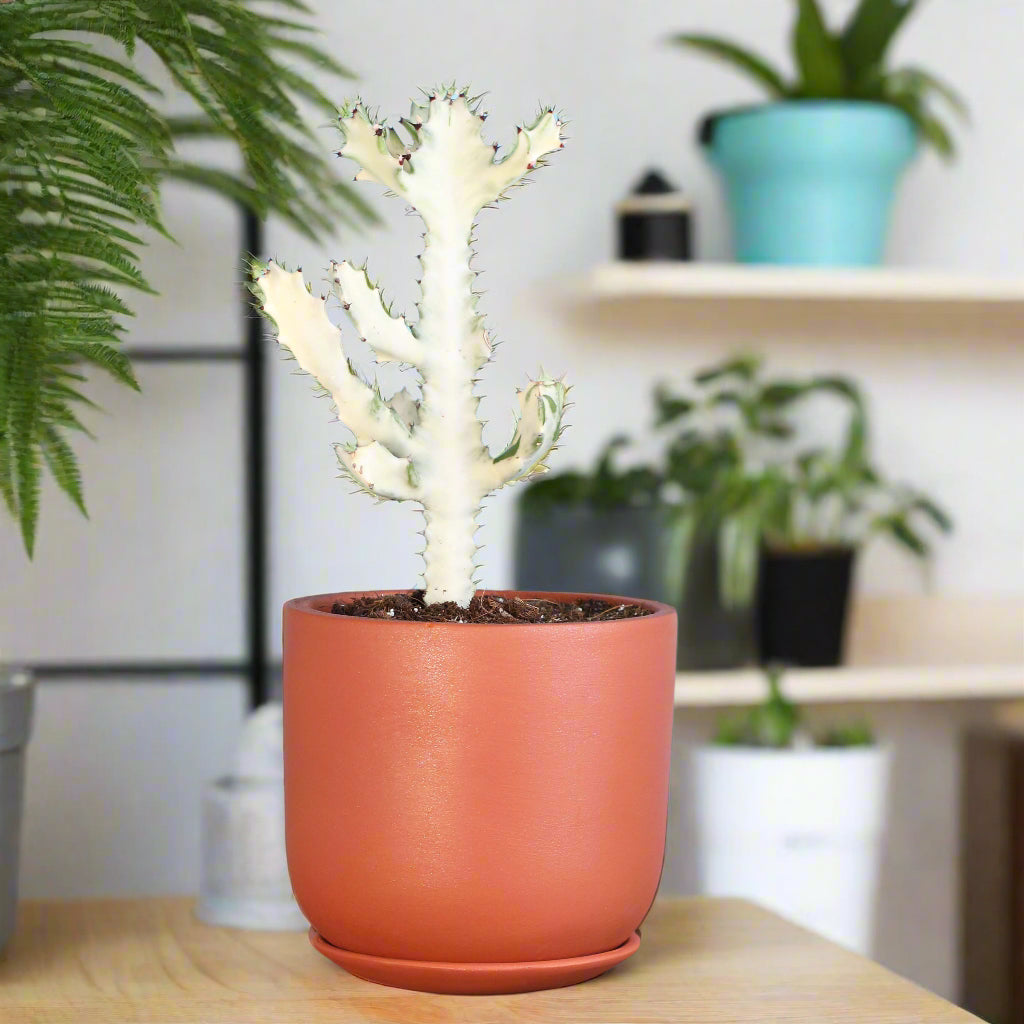 White Ghost Albo Succulent Plant – Verdant Lyfe
