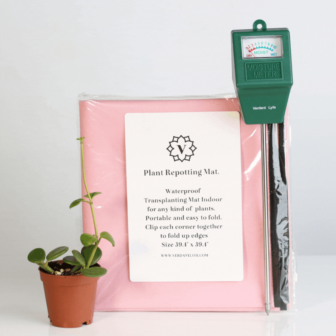 Starter Pack Bundle – Verdant Lyfe