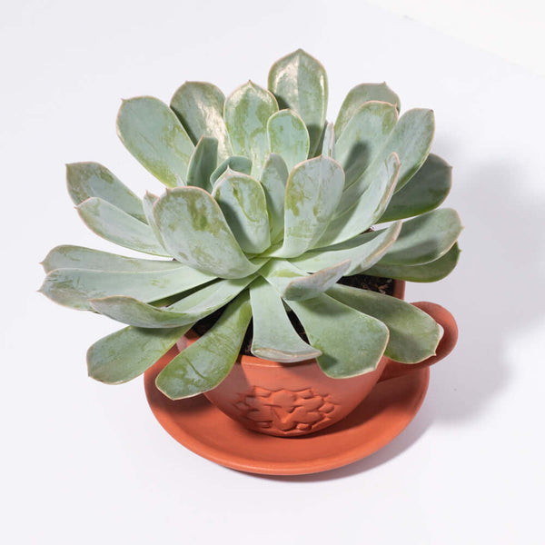 Growers Choice Mystery Succulent 4" Lyfe Tea Cup - Verdant Lyfe