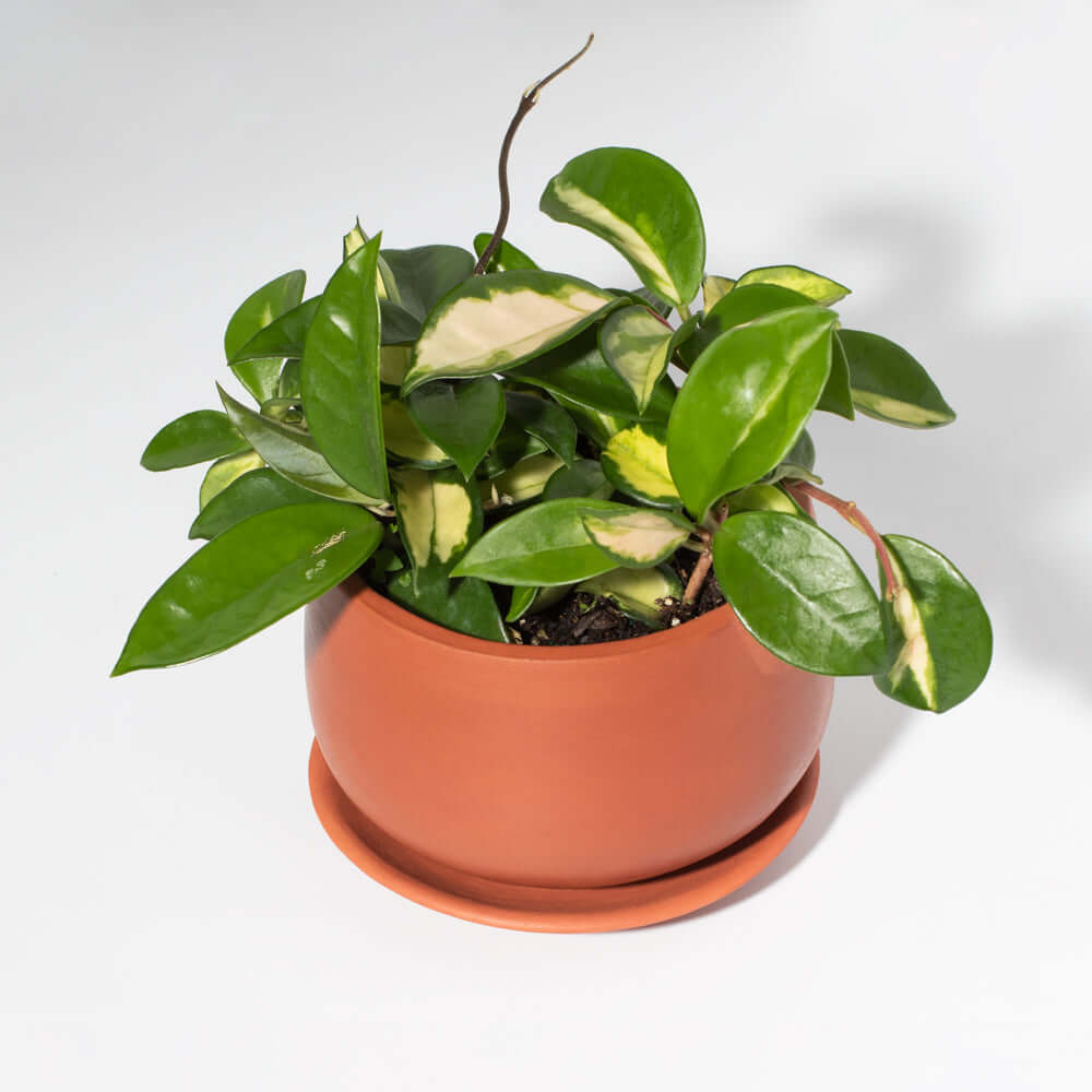 Hoya Krimson Princess Pink Plant – Verdant Lyfe