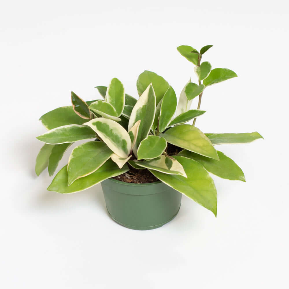 Hoya Krimson Queen Pink Plant – Verdant Lyfe