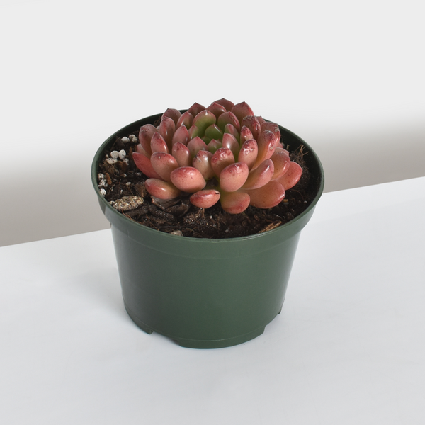 Sedeveria 'Pink Ruby' Red Succulent - Verdant Lyfe
