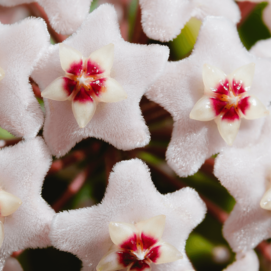 Hoya carnosa Krimson Princess Pink Plant – Verdant Lyfe